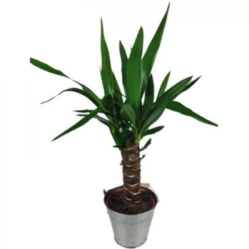 Send Yucca Plant to Germany. Germany Florist